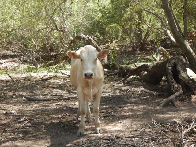 Regenerative Fund for Nature: regenerative agriculture projects | Kering